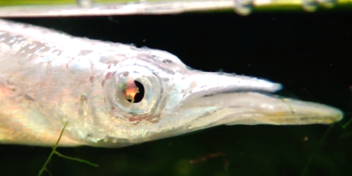 Tiny Monster fish Platinum Wrestling Halfbeak — Coast Gem USA