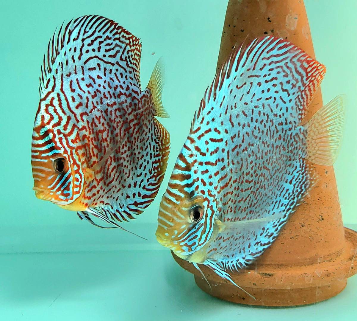 DISCUS - What you see is what you get — Coast Gem USA