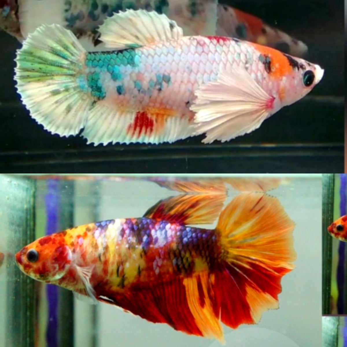 Female Betta - What You See Is What You Get — Coast Gem USA