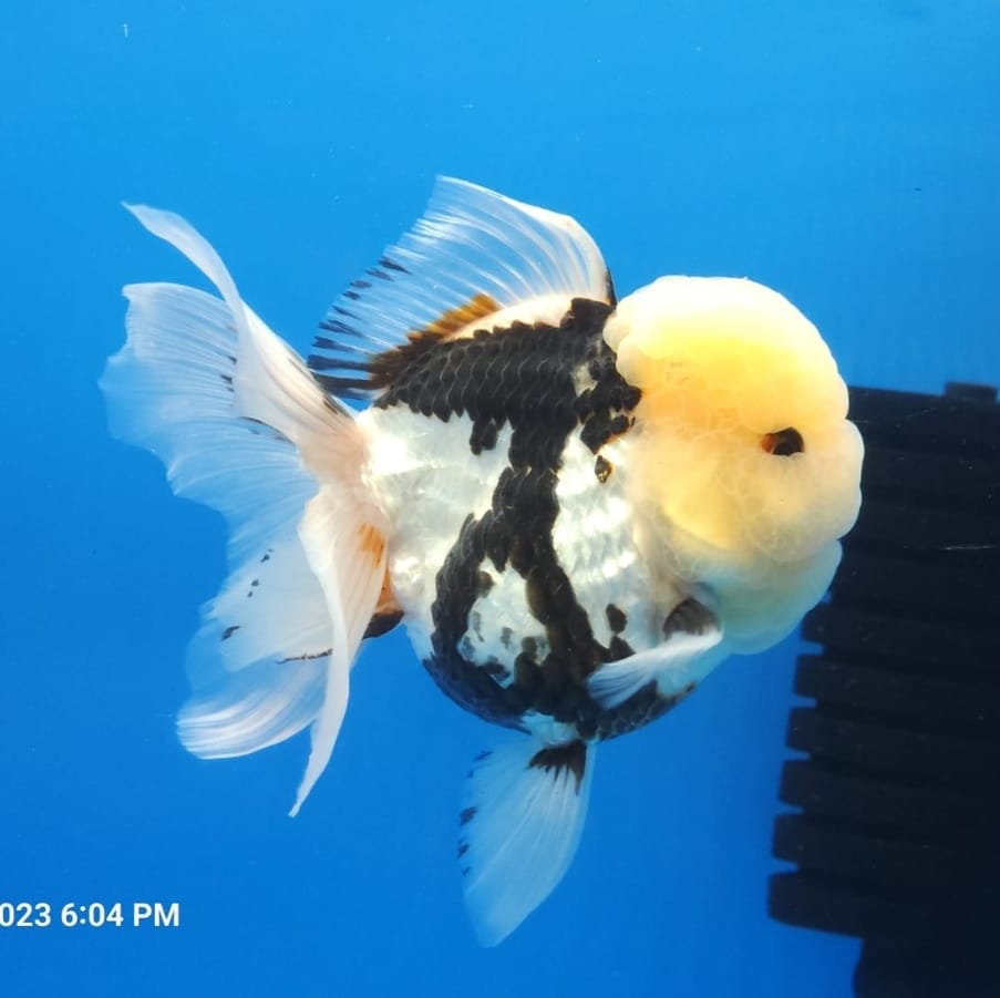 LIVE AQUARIUM GOLDFISH ORANDA SMALL BREED OUR CHOICE — Coast Gem USA