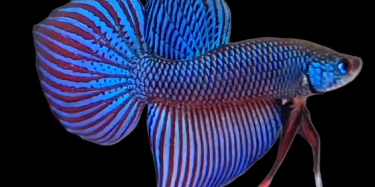 Live Betta Fish | Siamese Fighting Fish | Wild Betta for Sale — Coast ...