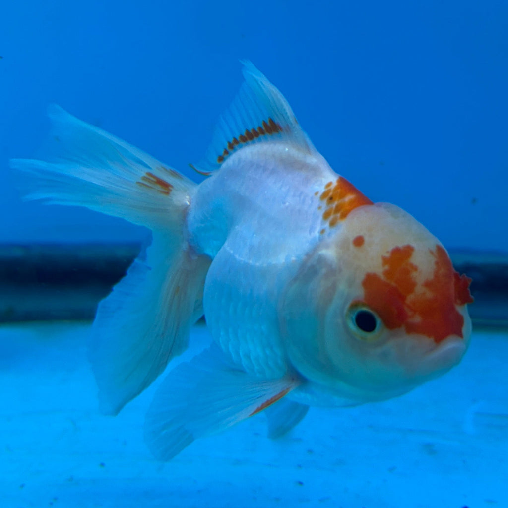 Orandas For Sale Online - Coast Gem USA