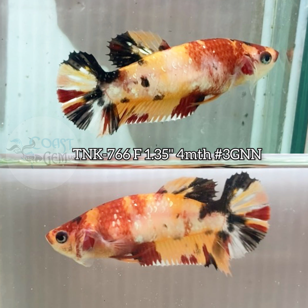 Live Female Betta Galaxy Nemo Copper Plakat (TNK-766)S277 High quality ...