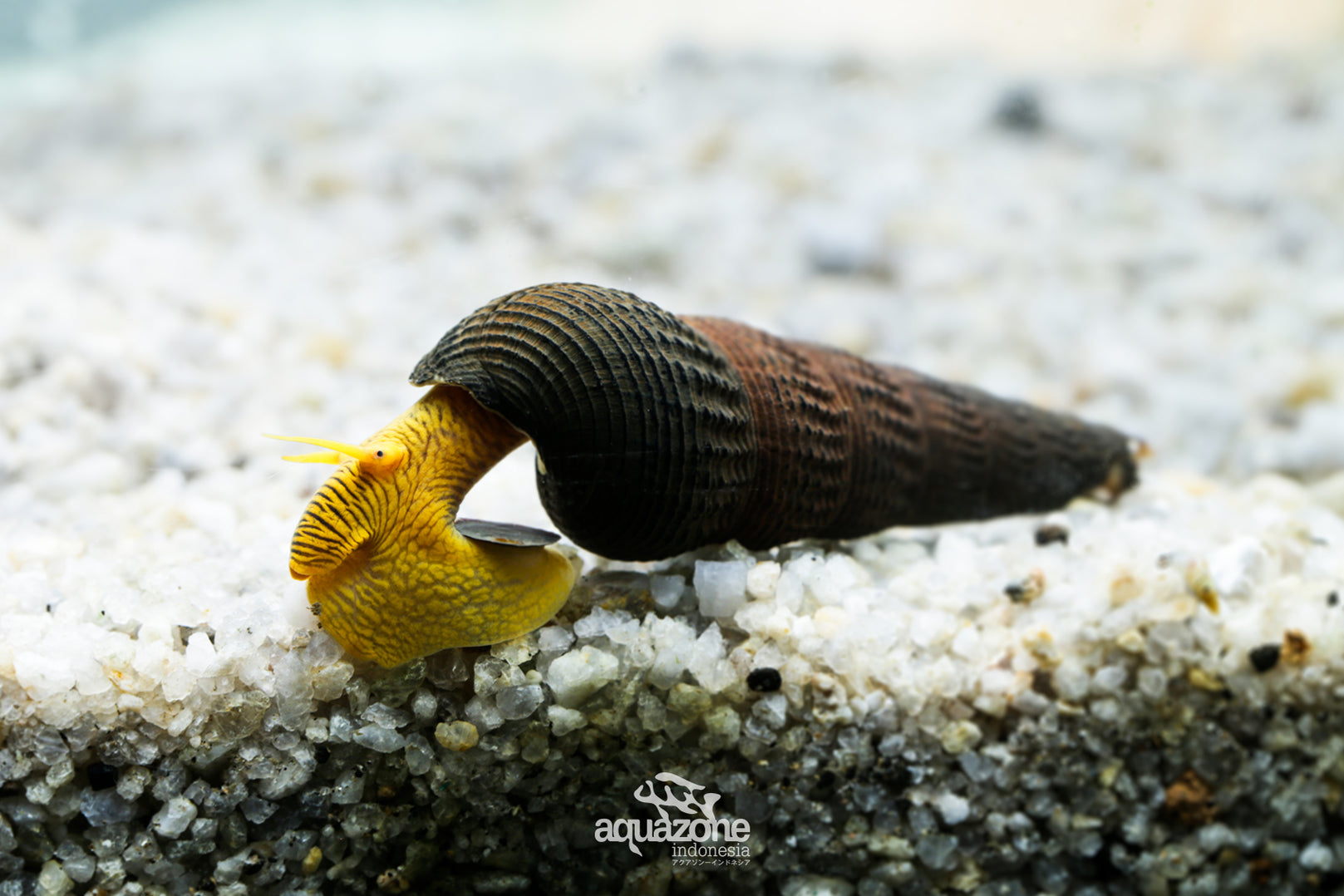 Live Freshwater POSO ORANGE RABBIT SNAIL — Coast Gem USA