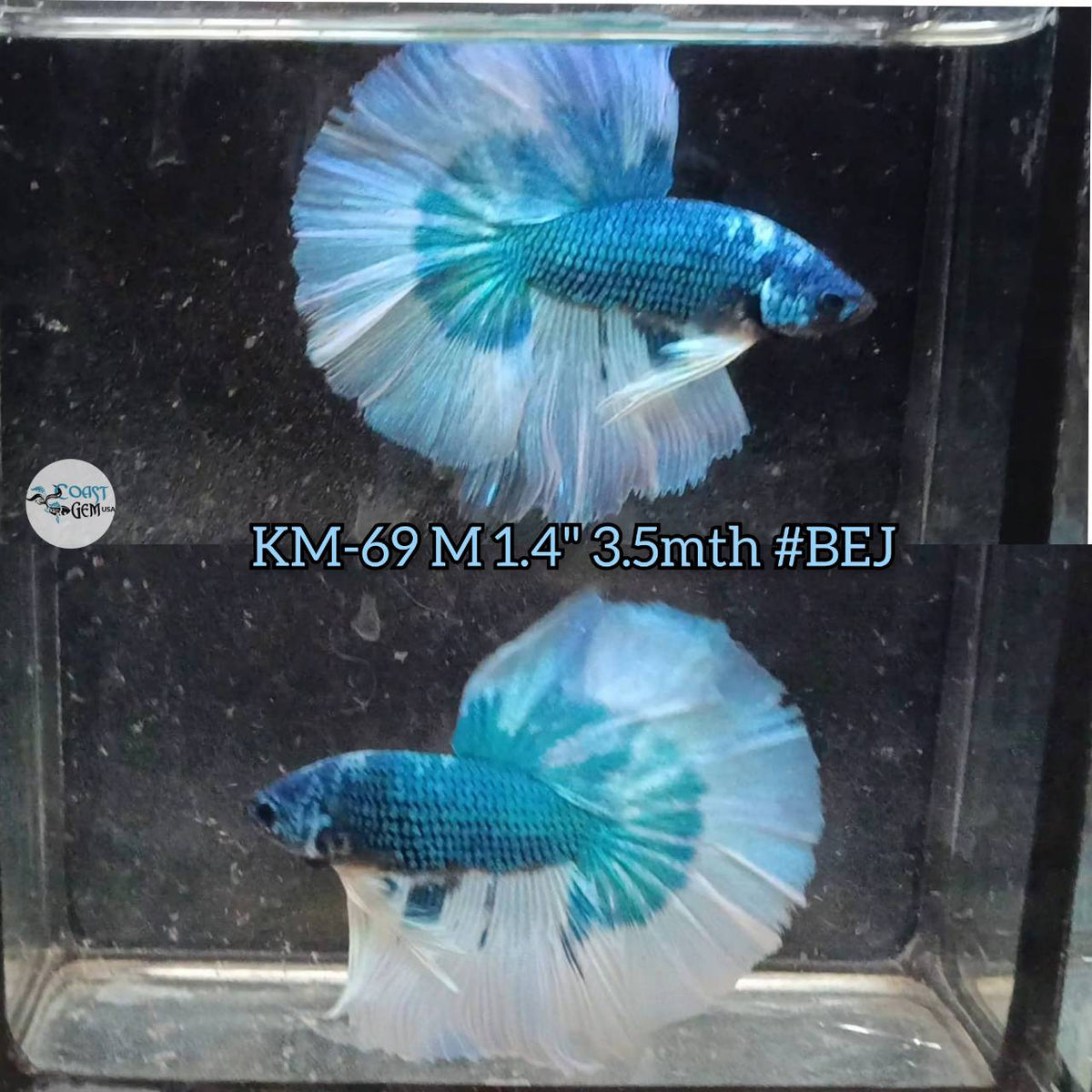 Live Male Betta Green Turquoise Butterfly Halfmoon (KM-69) High qualit ...