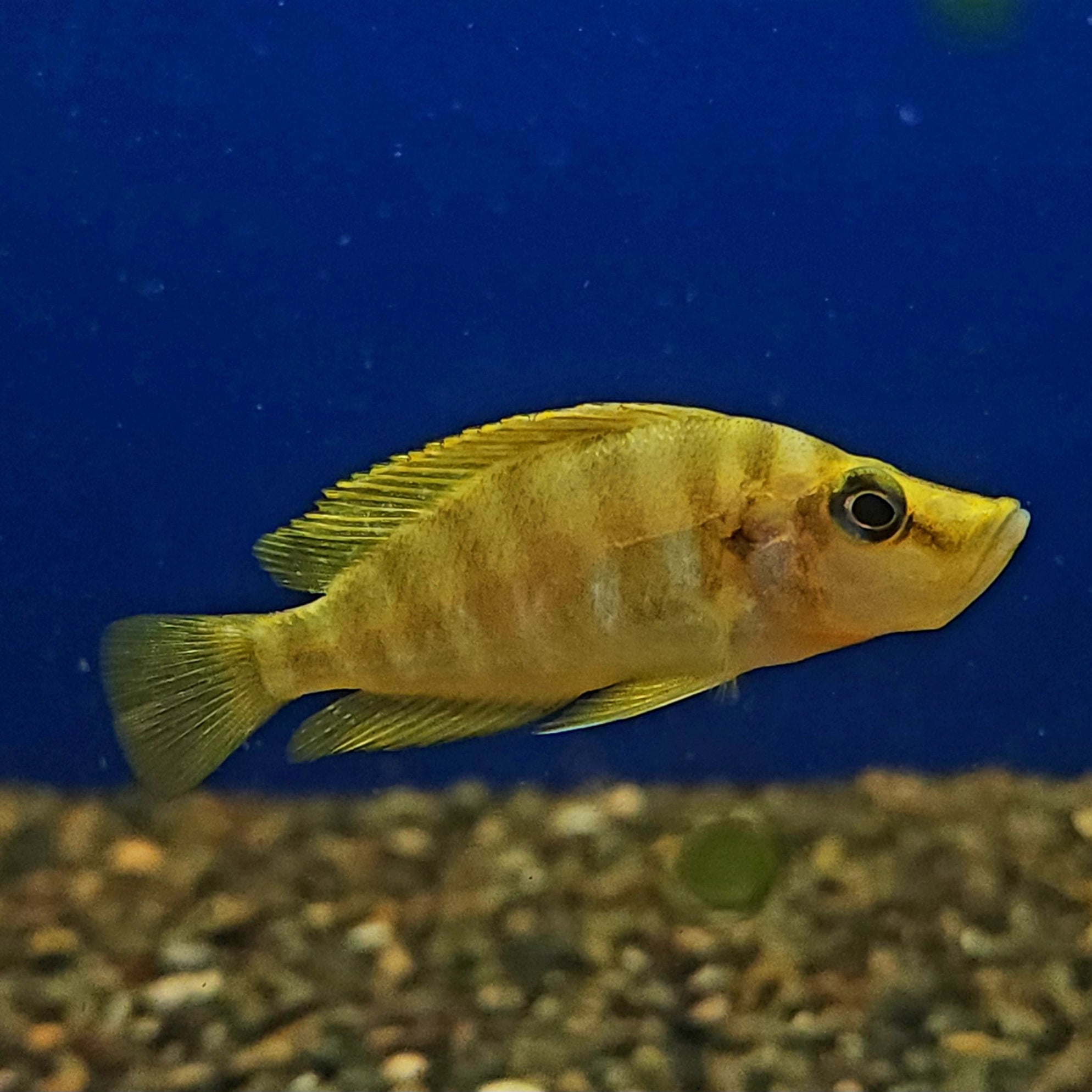 Mandarin Calvus Altolamprologus Compressiceps Mandarin 2.00" (CHD-157 ...