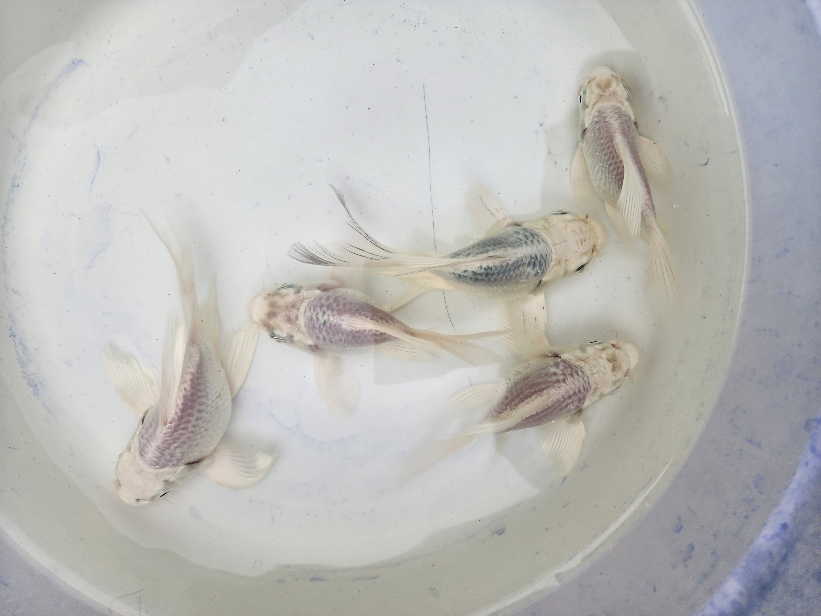 Short Body Platinum Butterfly Koi A grade 4-5 inch — Coast Gem USA