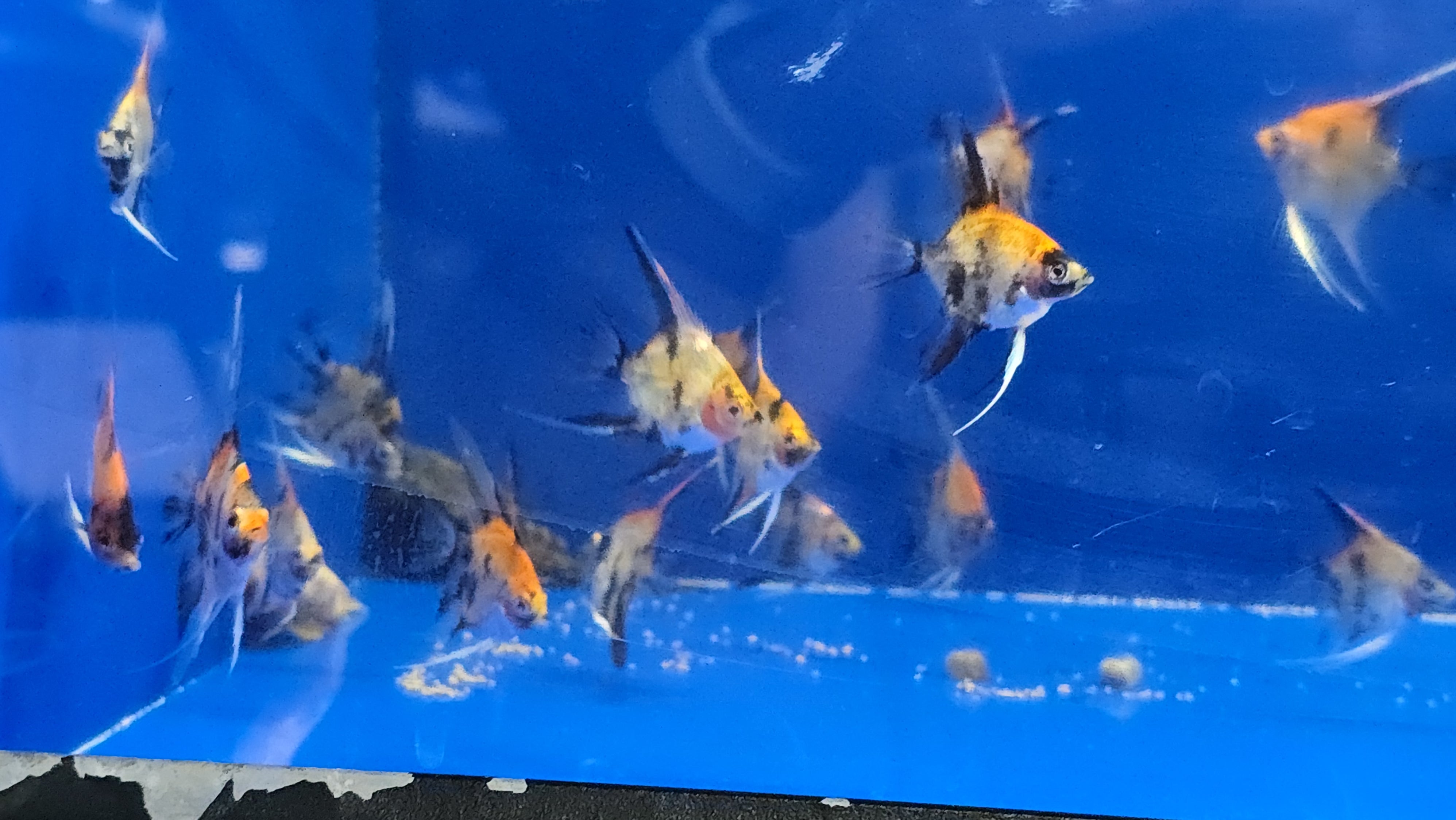 Live Freshwater Aquarium Red Devil Angelfish Small American Cichlid SM ...