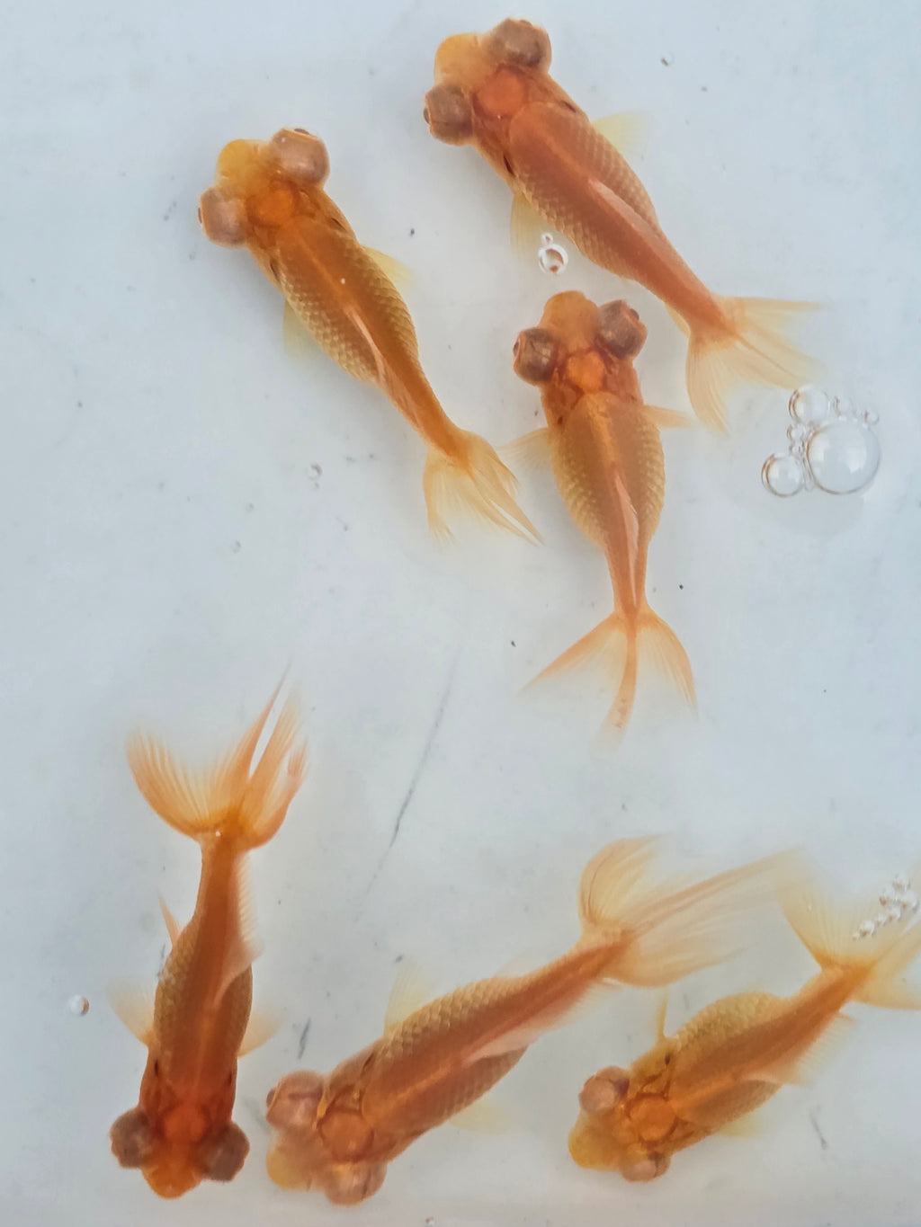 Baby & Juvenile Goldfish for Sale | Goldfish for Sale | Junior Goldfish ...