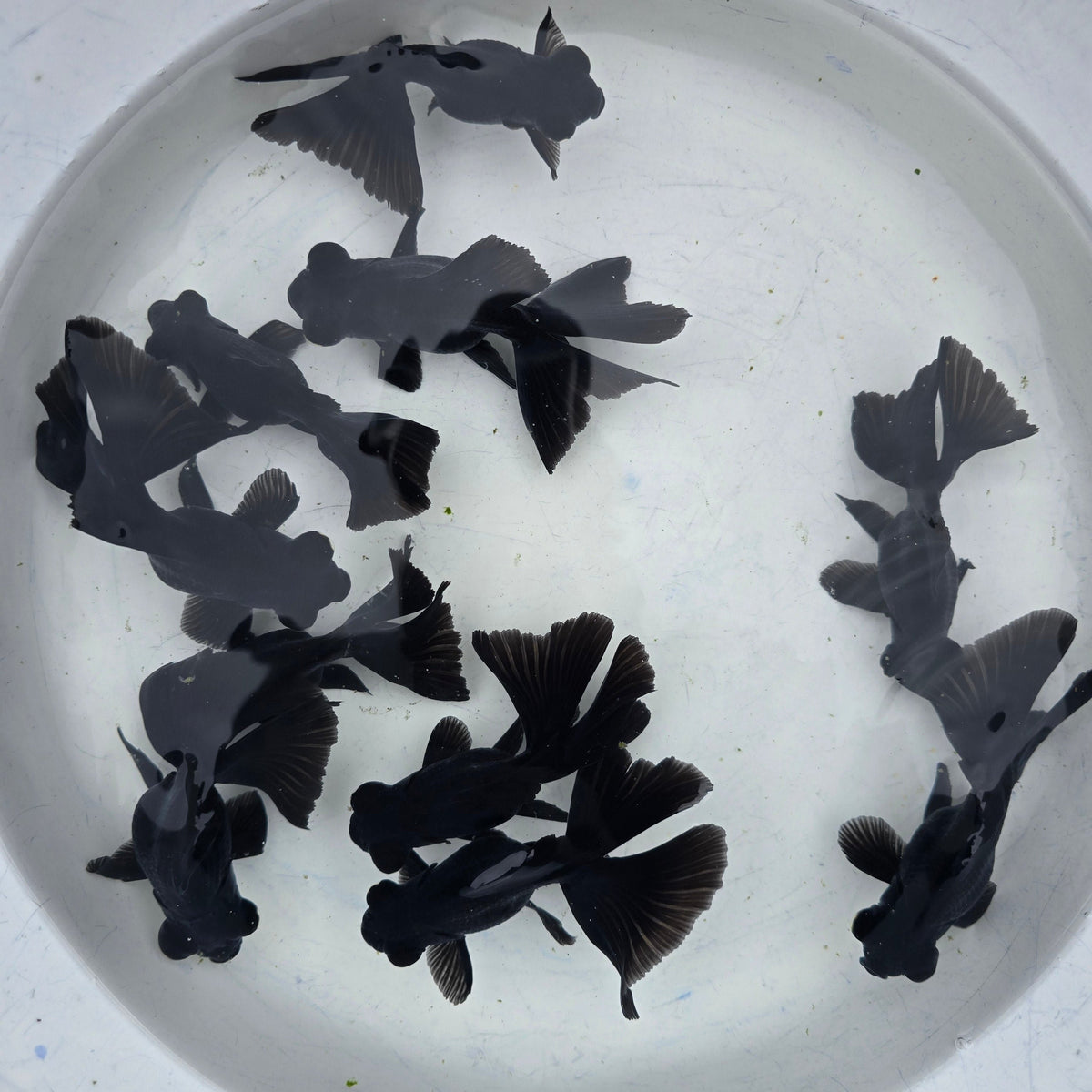 High Quality Goldfish | Black Broadtail Telescope Moor for sale — Coast ...