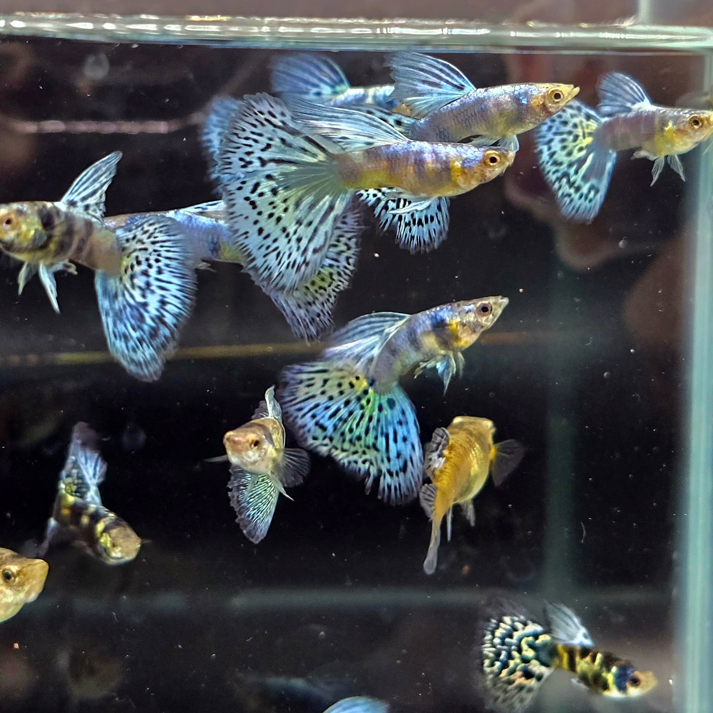 Live Fancy Guppy Fish Premium Quality Blue Tiger King Cobra For Sale ...
