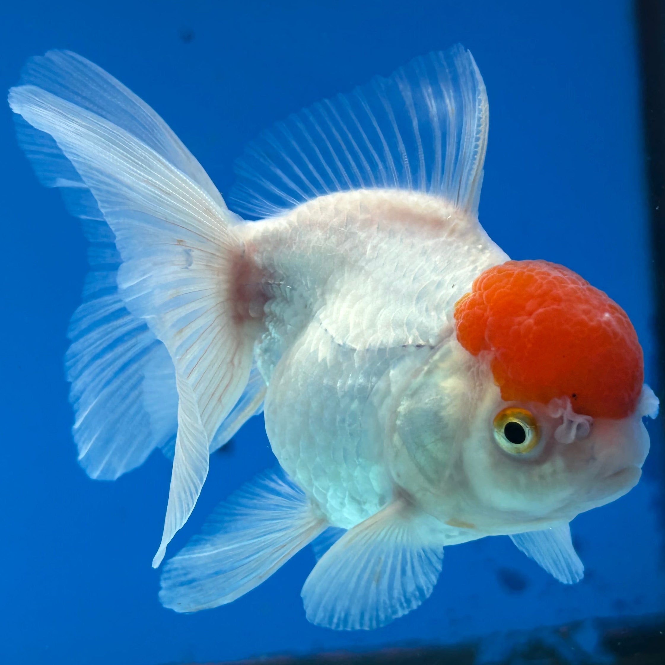 Thai White Red-Cap Oranda 2.5“ Body Female (JCD-155)R3B19 — Coast Gem USA