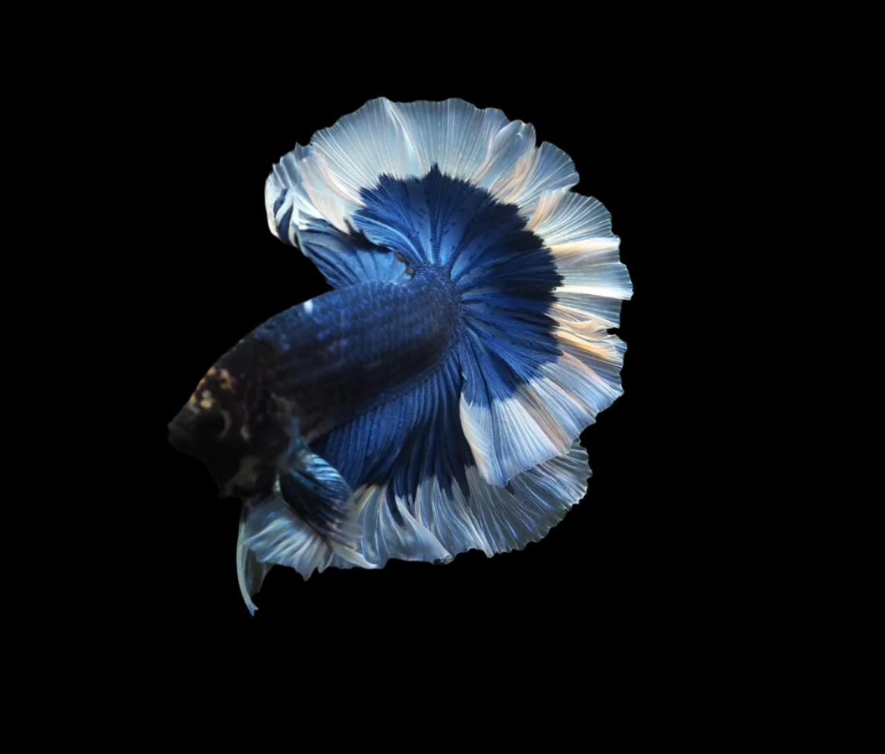 Male Betta Fish | Betta For Sale - Coast Gem USA