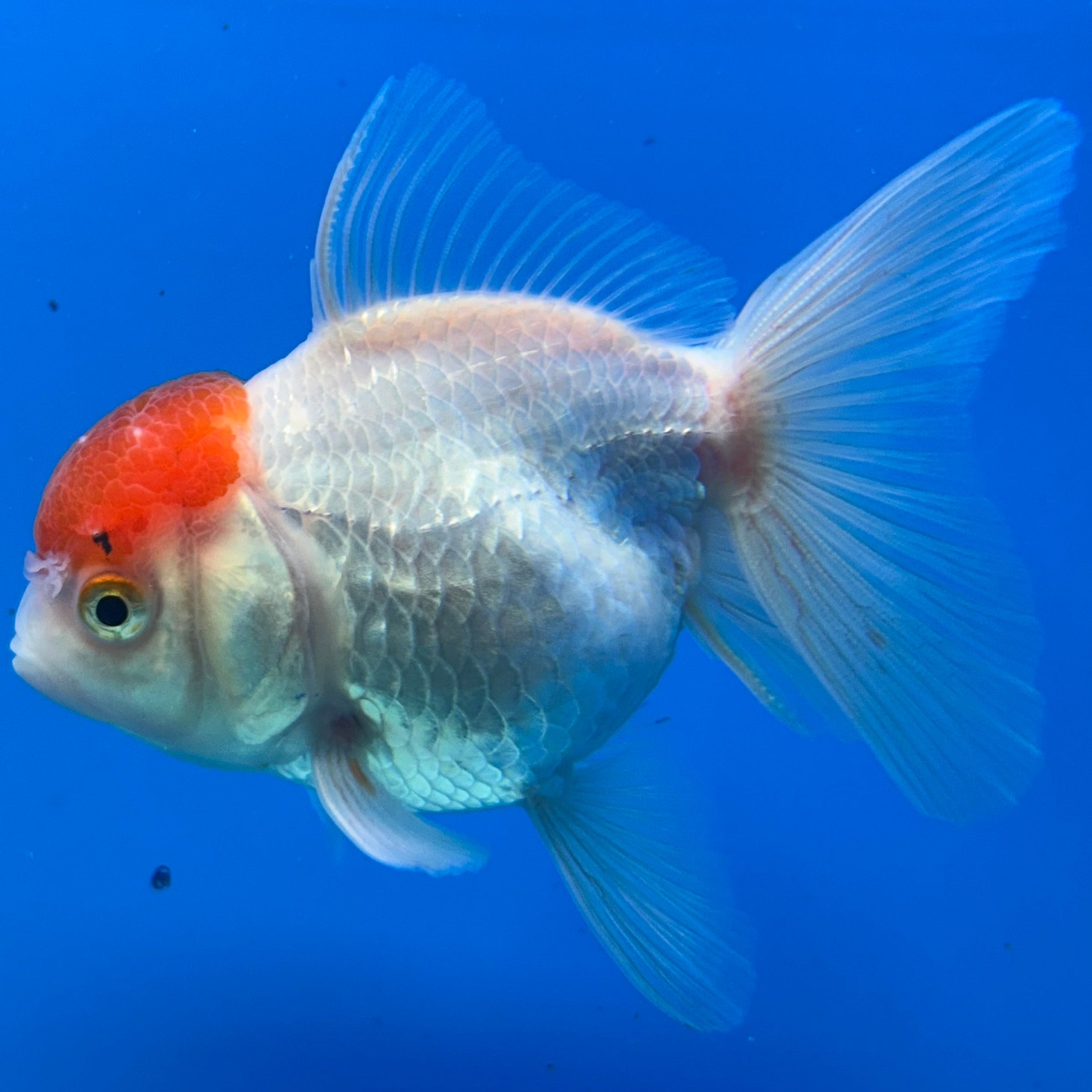 Thai White Red-Cap Oranda 2.5“ Body Female (JCD-155)R3B19 — Coast Gem USA