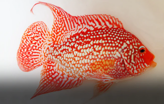 Super Red Texas (Herichthys sp.) #58 | African Cichlid | Cichlid Tank ...