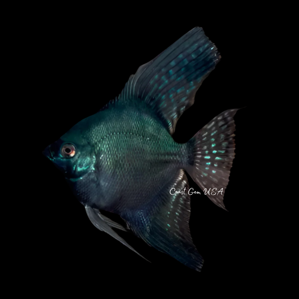 Live Freshwater Aquarium Pinoy Ghost Angelfish SMALL 1.50" — Coast Gem USA