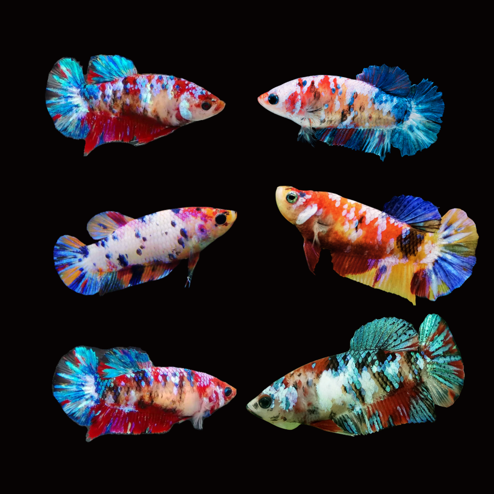 Live Female Betta Fish candy Koi Galaxy Plakat For Sale Online — Coast ...