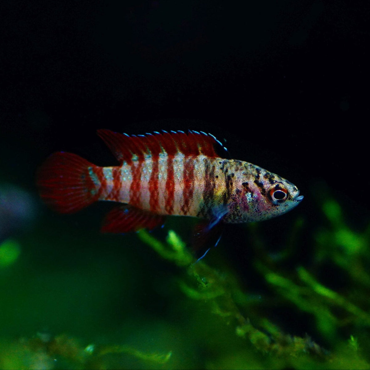 Black Tiger Badis (Dario sp. 'Myanmar') — Coast Gem USA