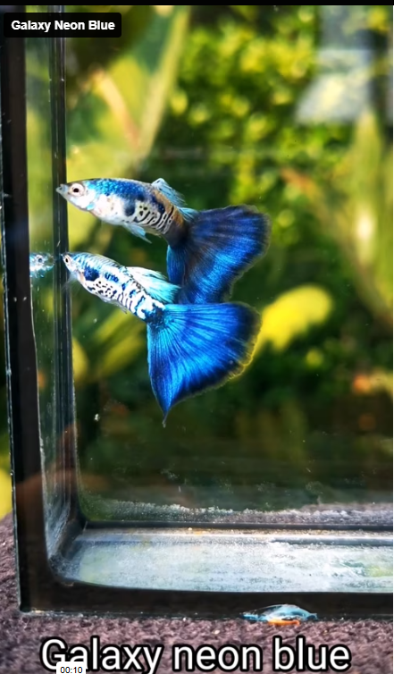 Live Fancy Guppy Fish Galaxy Neon Blue Tail Guppy (CGP-139) R5C03 M+F ...