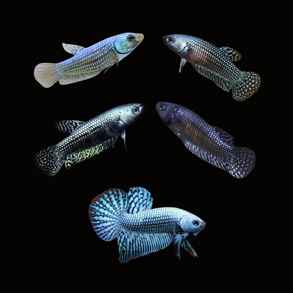 Female Betta Fish Gray Alien For Sale Online | Wild Betta — Coast Gem USA