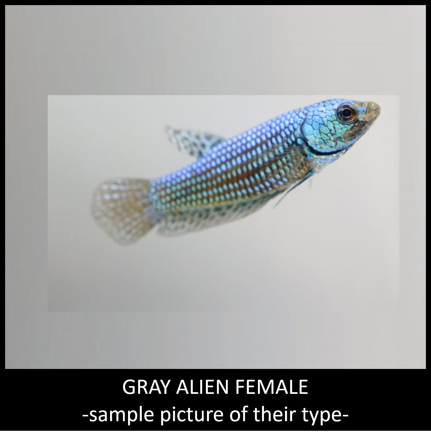 Female Betta Fish Gray Alien For Sale Online | Wild Betta — Coast Gem USA