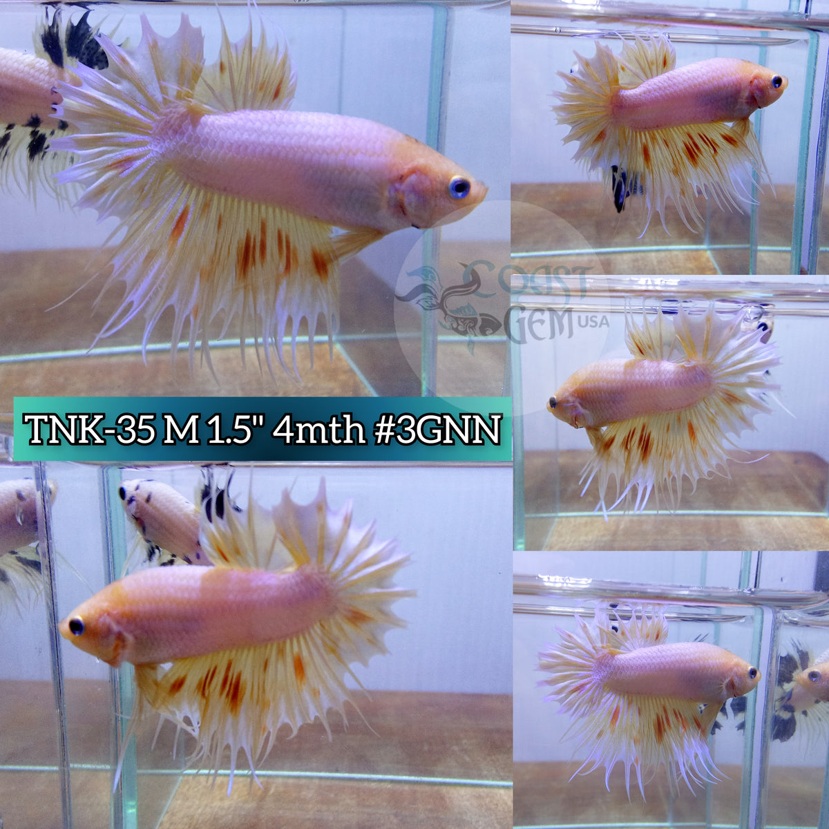 Live Male Betta Yellow Armageddon Crowntail Plakat High quality (TNK-3 ...