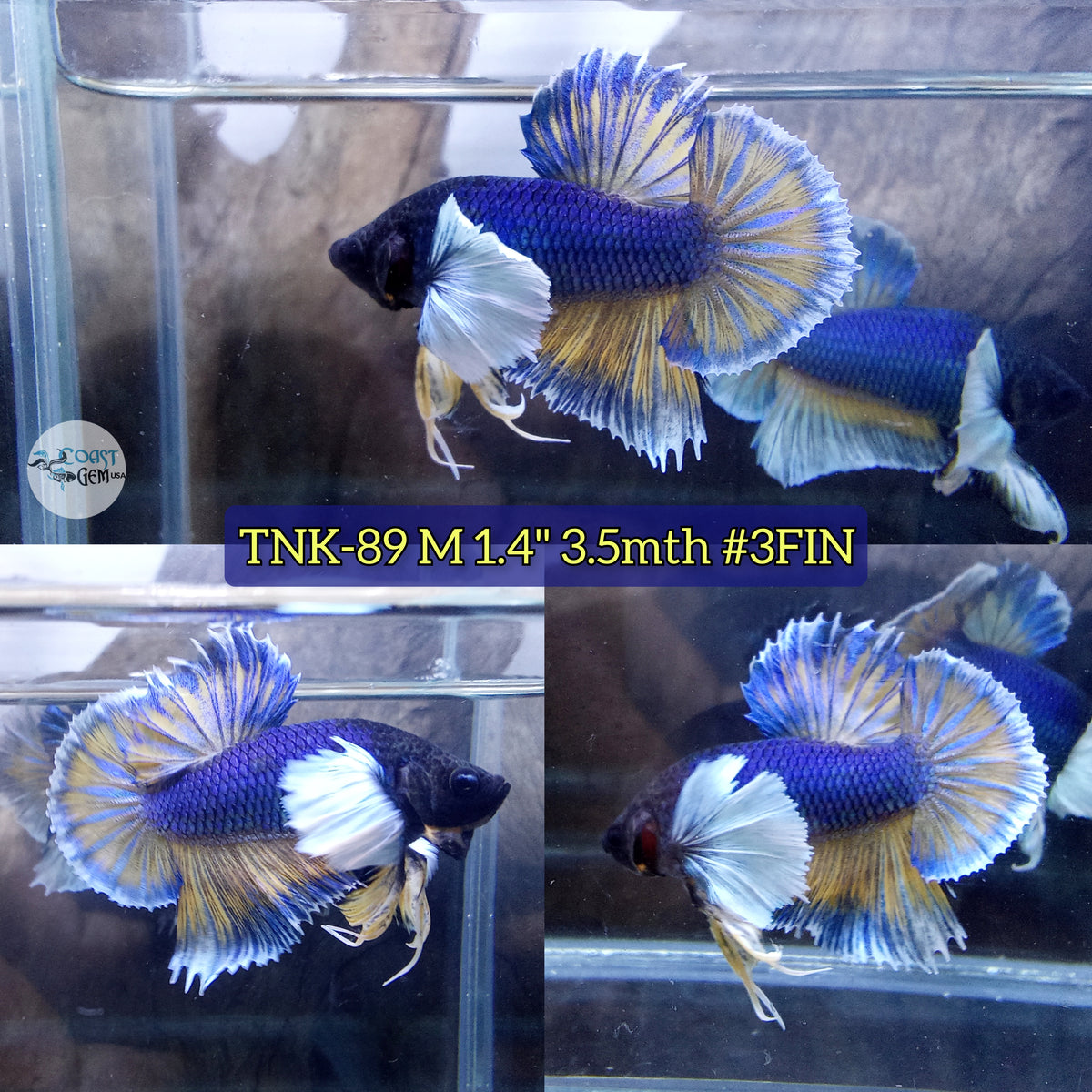 Live Male Betta Blue Yellow Mustard Dumbo Big Ear Plakat (TNK-89) High ...