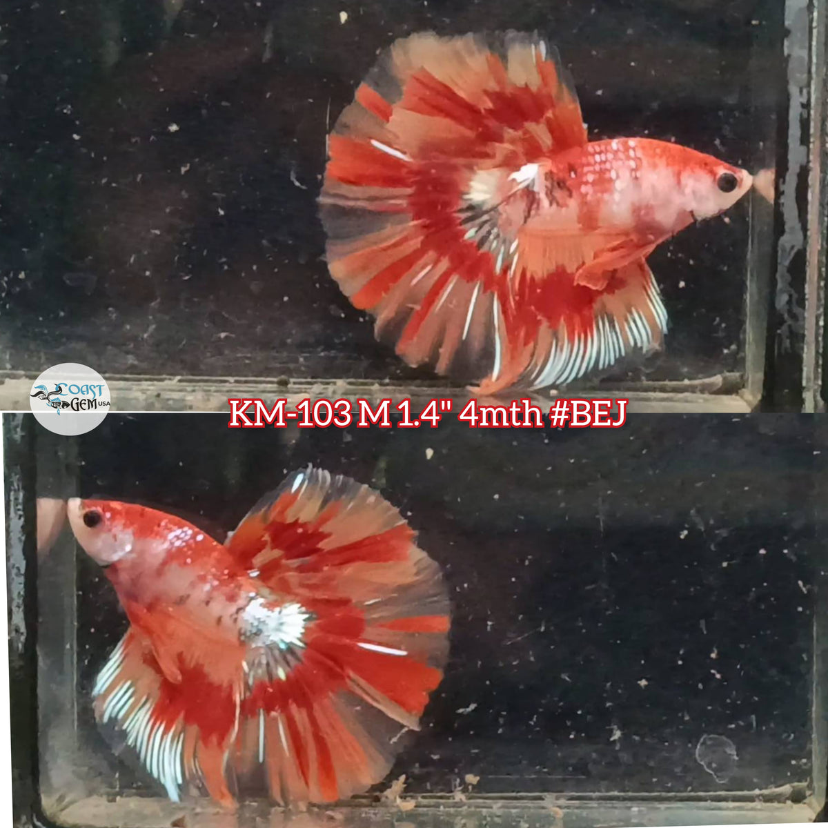 Live Male Betta Nemo Leopard Halfmoon (KM-103) S133 what you see what ...