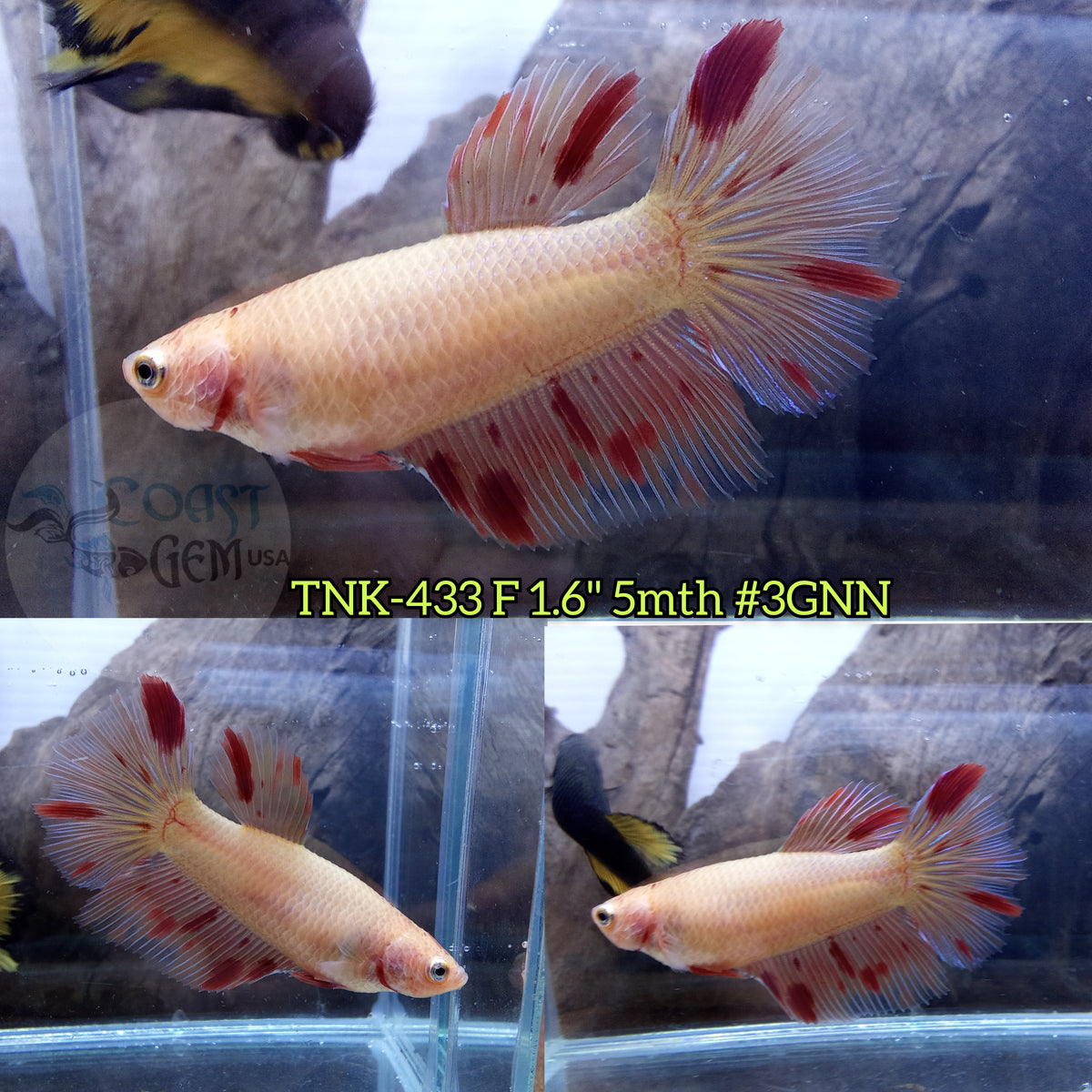 Live Female Betta Orange Vanda Armageddon Halfmoon (TNK-433) what you ...