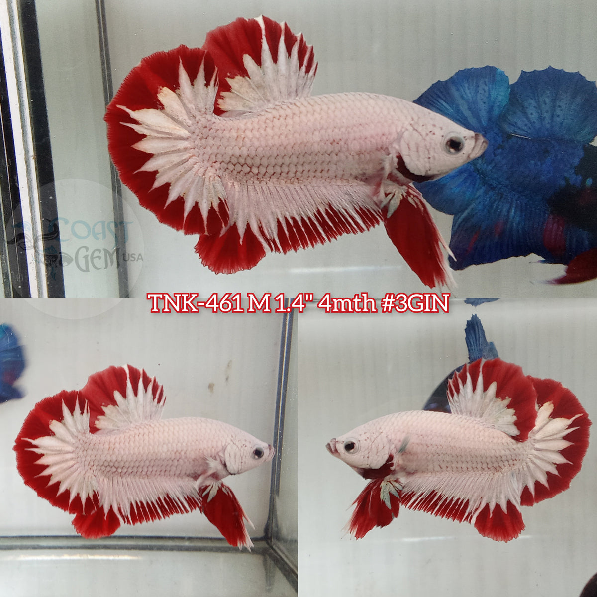 Live Male Betta Red Snow Plakat (TNK-461) S036 High quality what you s ...