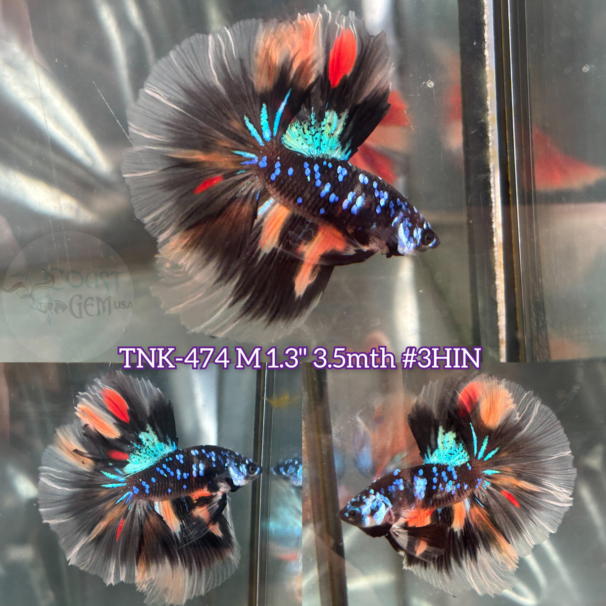 Live Male Betta Black Galaxy Stardust Halfmoon (TNK-474) High quality ...
