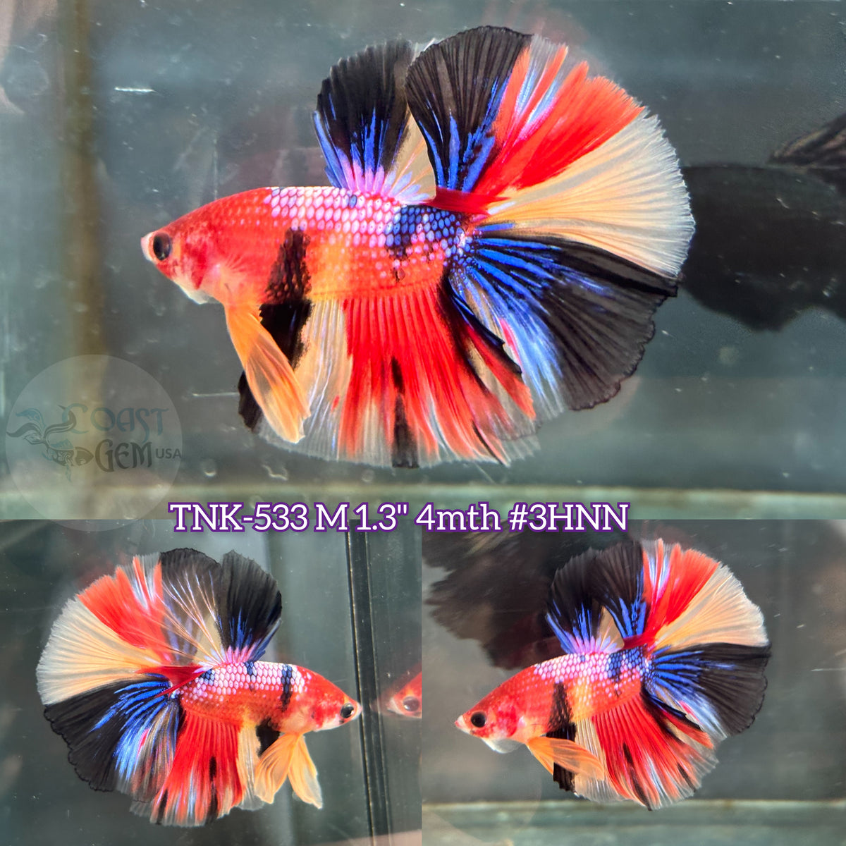 Live Male Betta Candy Multi-colors Over Halfmoon (TNK-533)S174 High qu ...