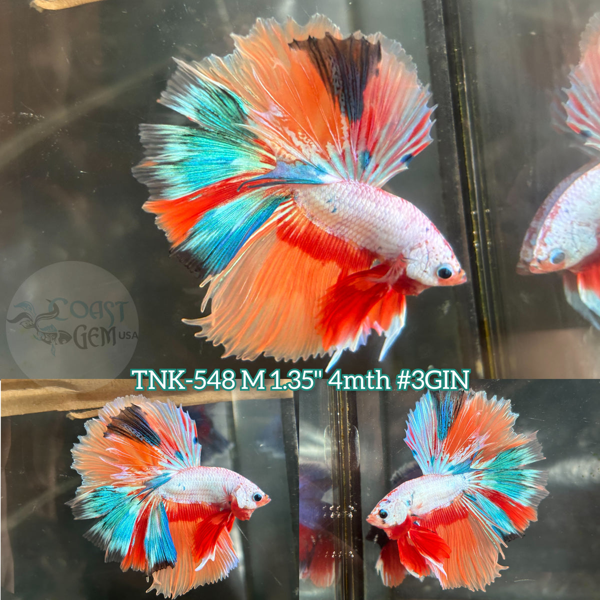Live Male Betta Candy Sweet tone colors Halfmoon (TNK-548)S242 High qu ...