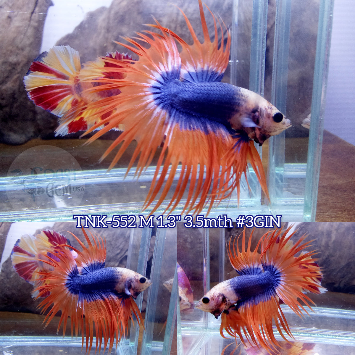 Live Male Betta Orange Blue Muscot Crowntail (TNK-552) High quality wh ...
