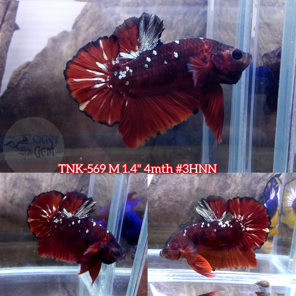 Live Male Betta Red Galaxy Stardust Plakat (TNK-569) S139 High quality ...