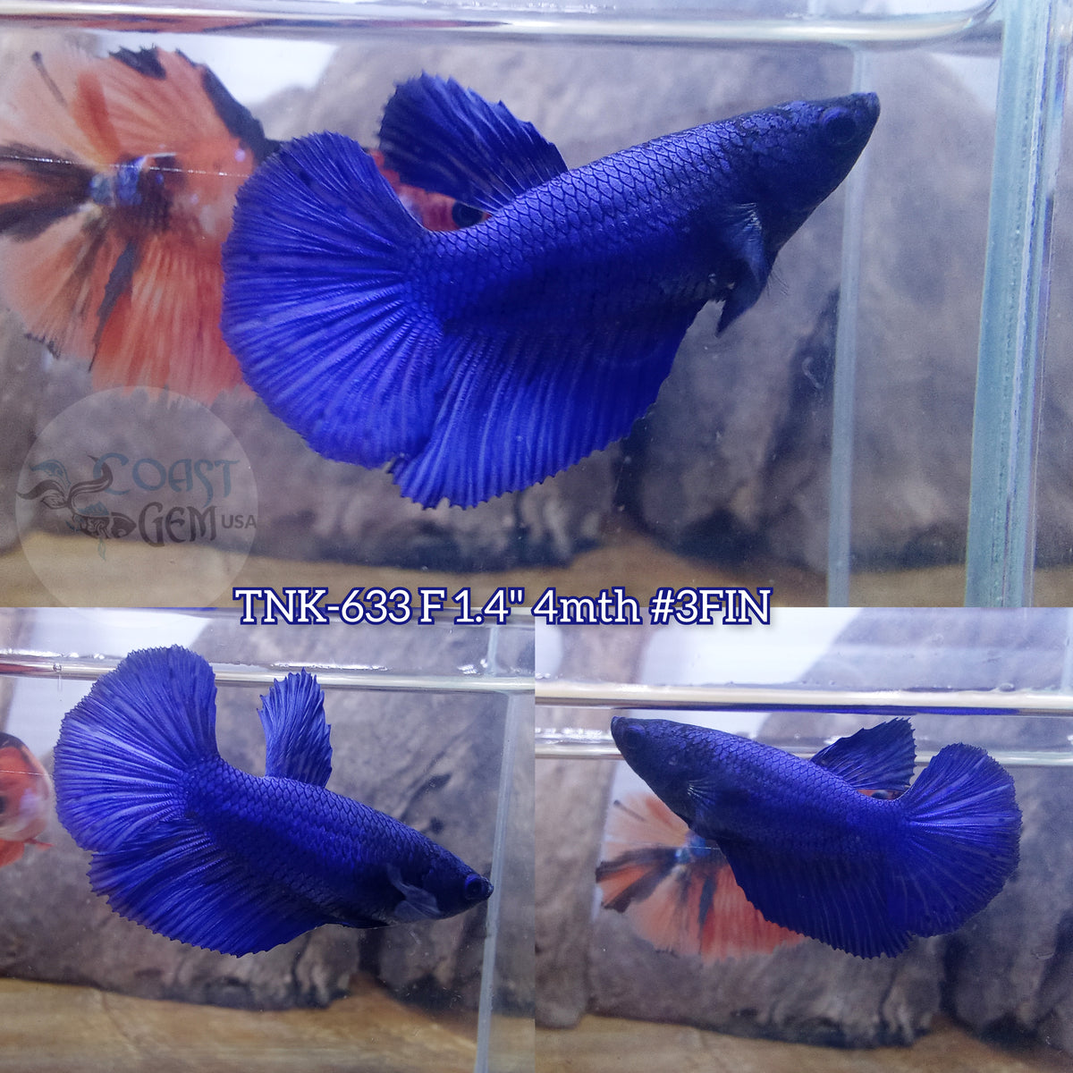 Live Female Betta Royal Blue Solid color Halfmoon (TNK-633) High quali ...
