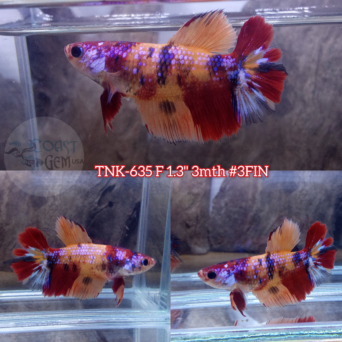 Live Female Betta Nemo Metallic Halfmoon (TNK-635) S261 High quality w ...