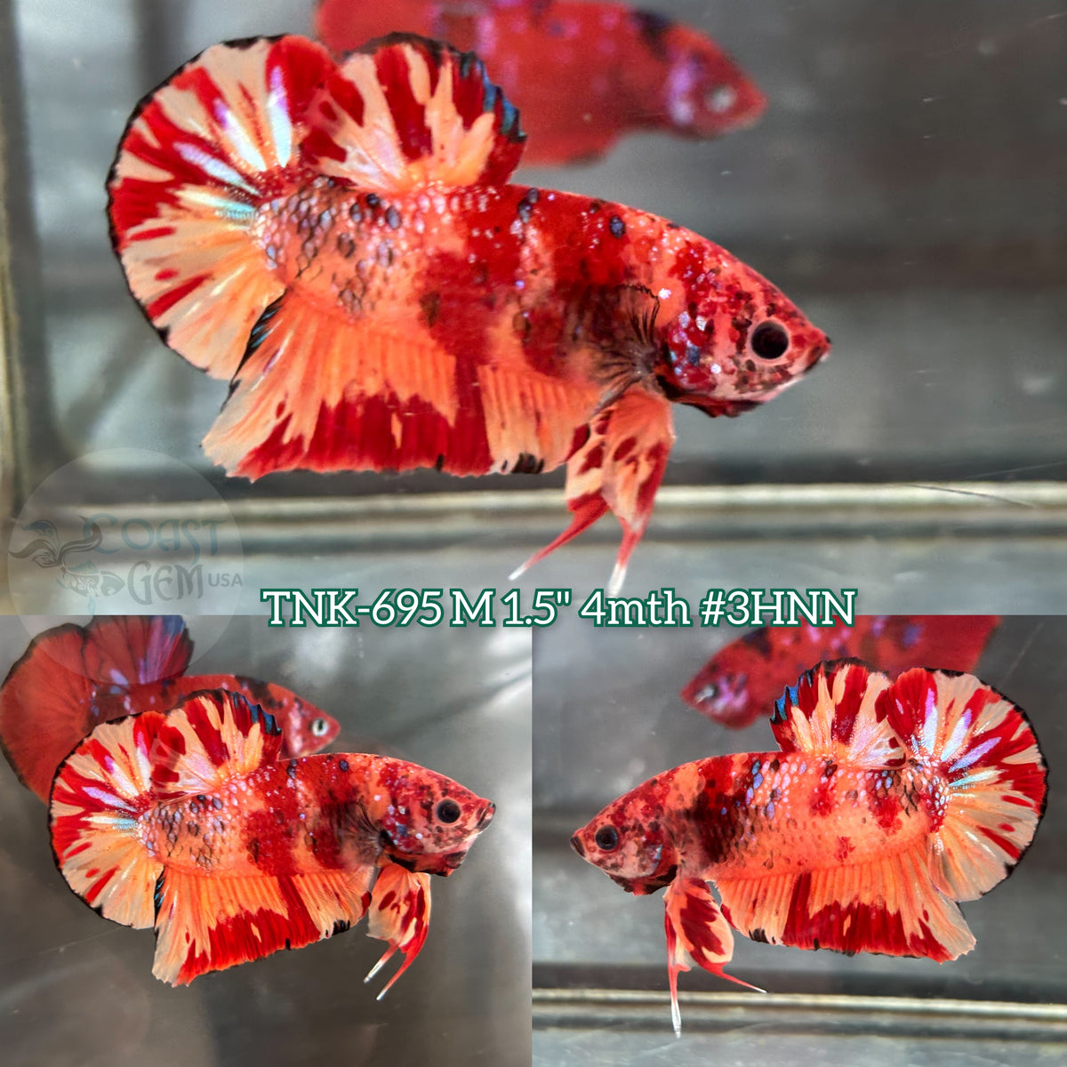 Live Male Betta Red Orange Nemo Fire Plakat (TNK-695) S332 High qualit ...