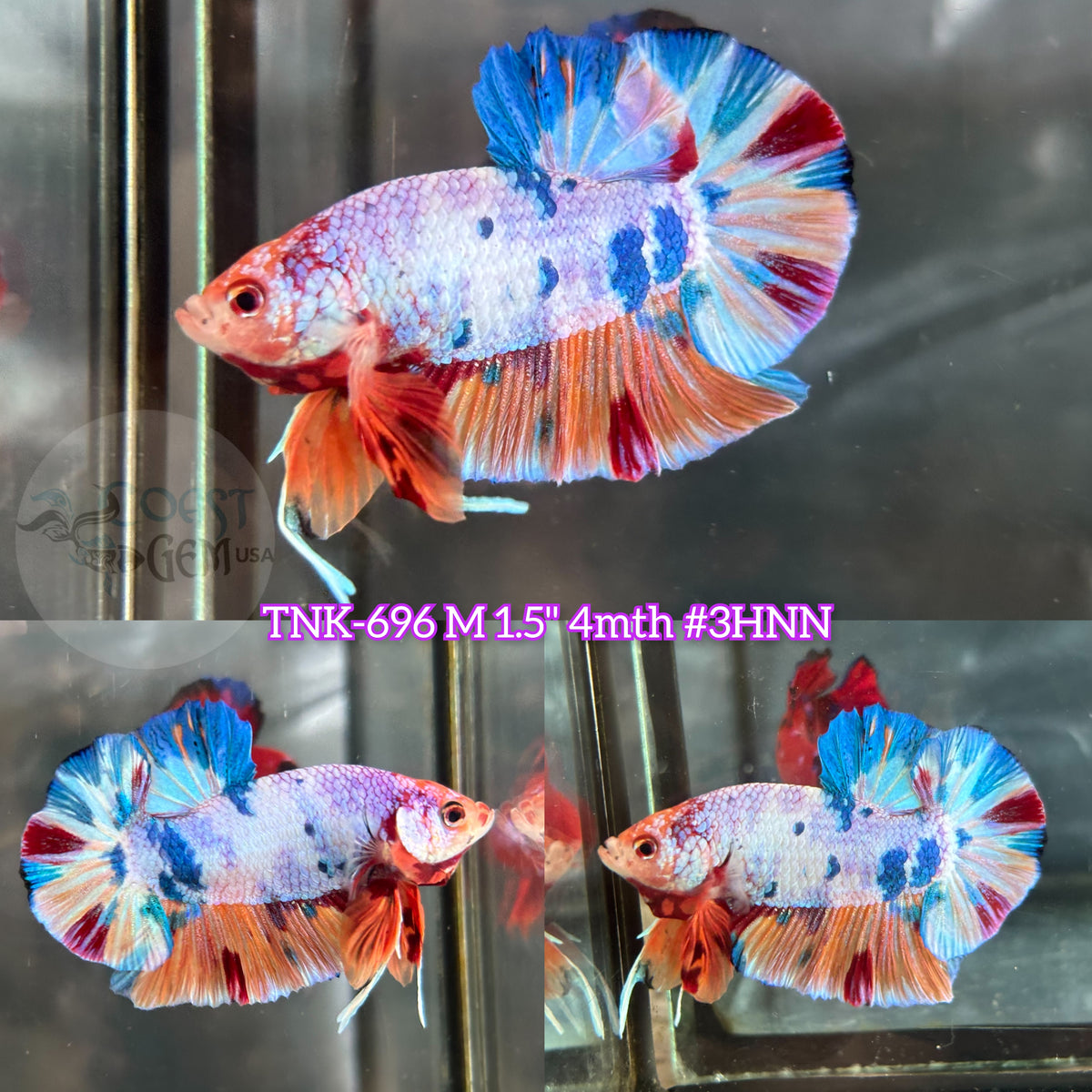 Live Male Betta Candy multi- colors Plakat (TNK-696) S314 High quality ...