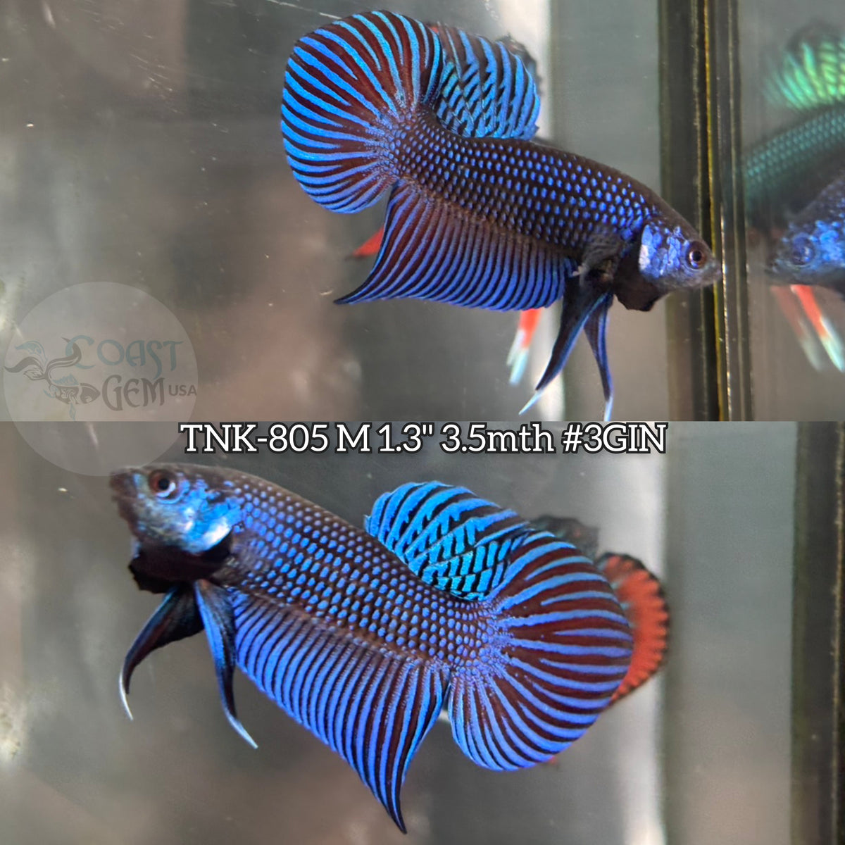 Live Male Betta Blue mahachai Wild Plakat (TNK-805) S031 High quality ...