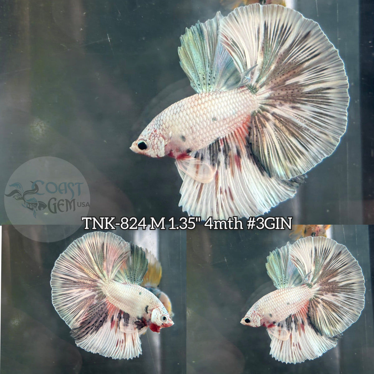 Live Male Betta Copper Fancy Dragon Over Halfmoon (TNK-824) S072 High ...