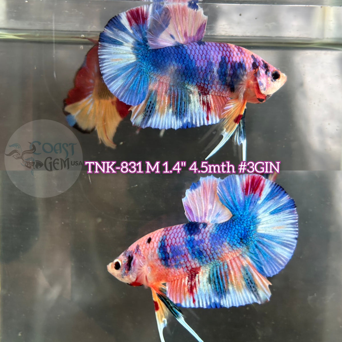 Live Male Betta Candy Multi-colors Plakat (TNK-831) R10A10 High qualit ...