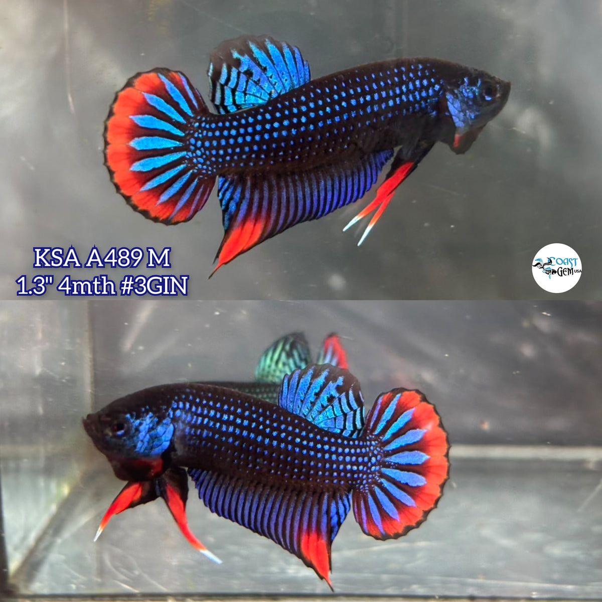 Live Male Betta Blue Red Imbellis Wild Plakat (KSA-A489) High quality ...