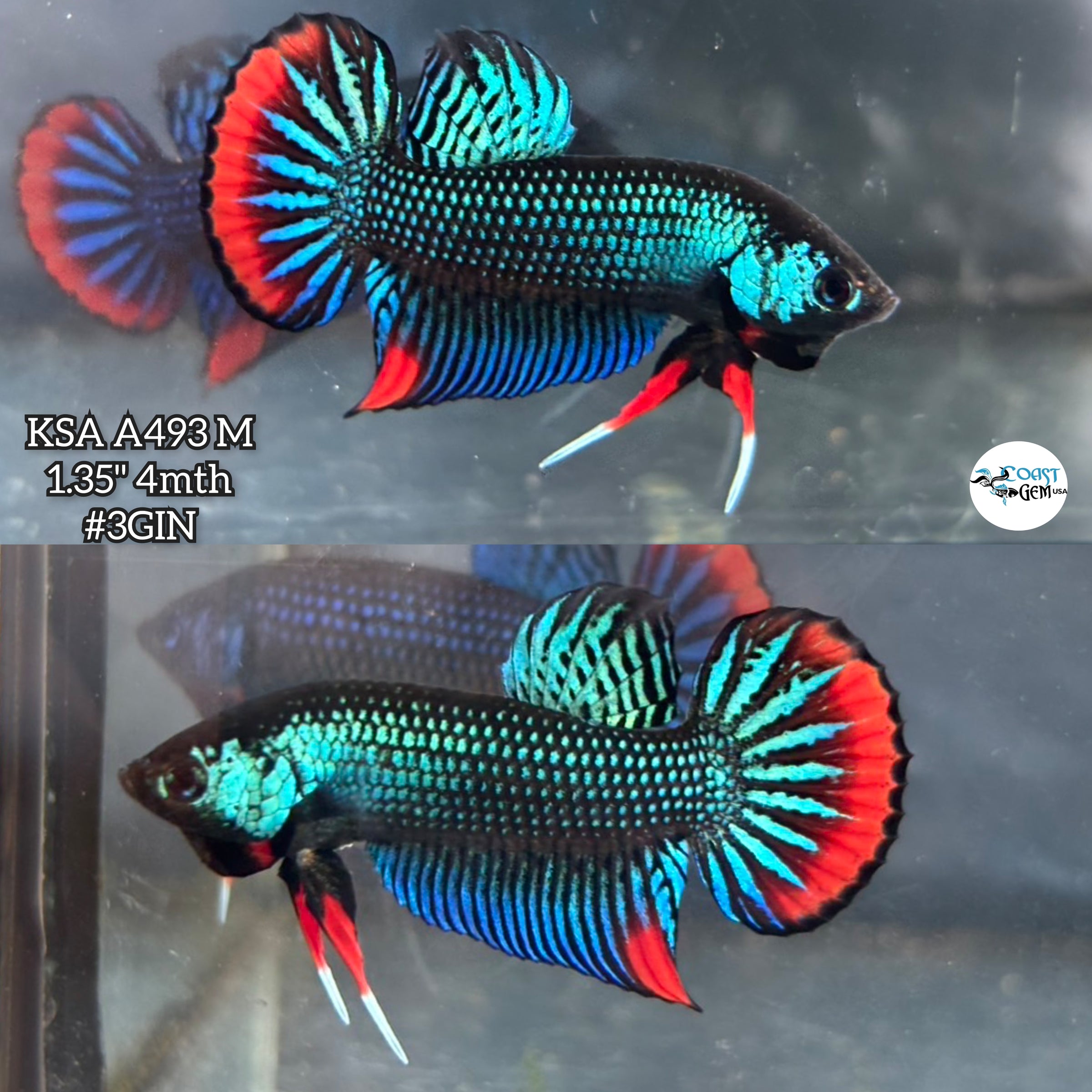 Live Male Betta Green Red Imbellis Wild Plakat (KSA-A493) High quality ...