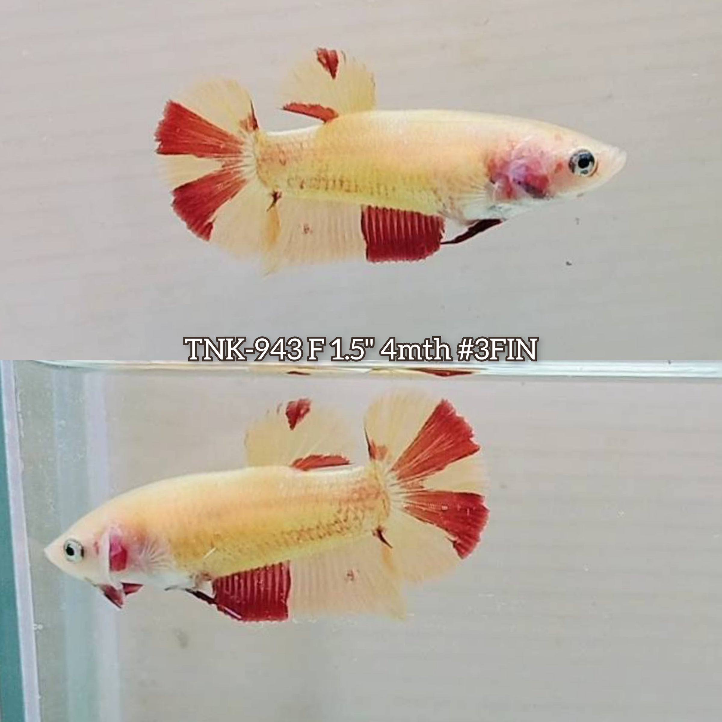 Live Female Betta Classic Nemo Koi Non-Metalic Plakat (TNK-943)S355 Hi ...