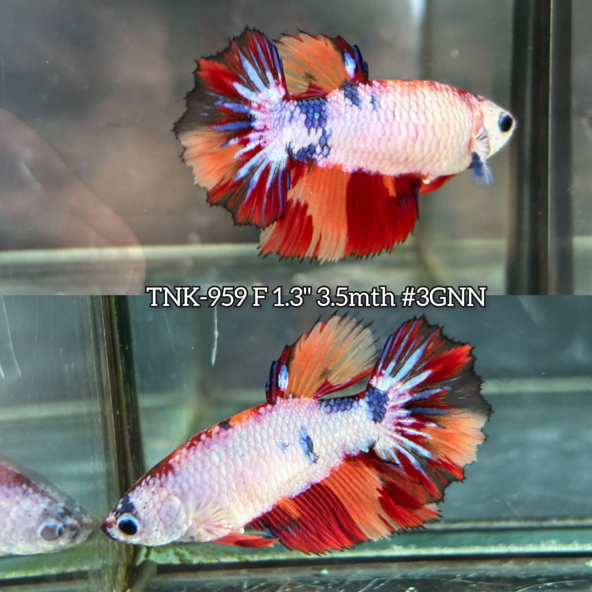 Live Female Betta Candy Nemo mixed colors Halfmoon Rosetail (TNK-959 ...
