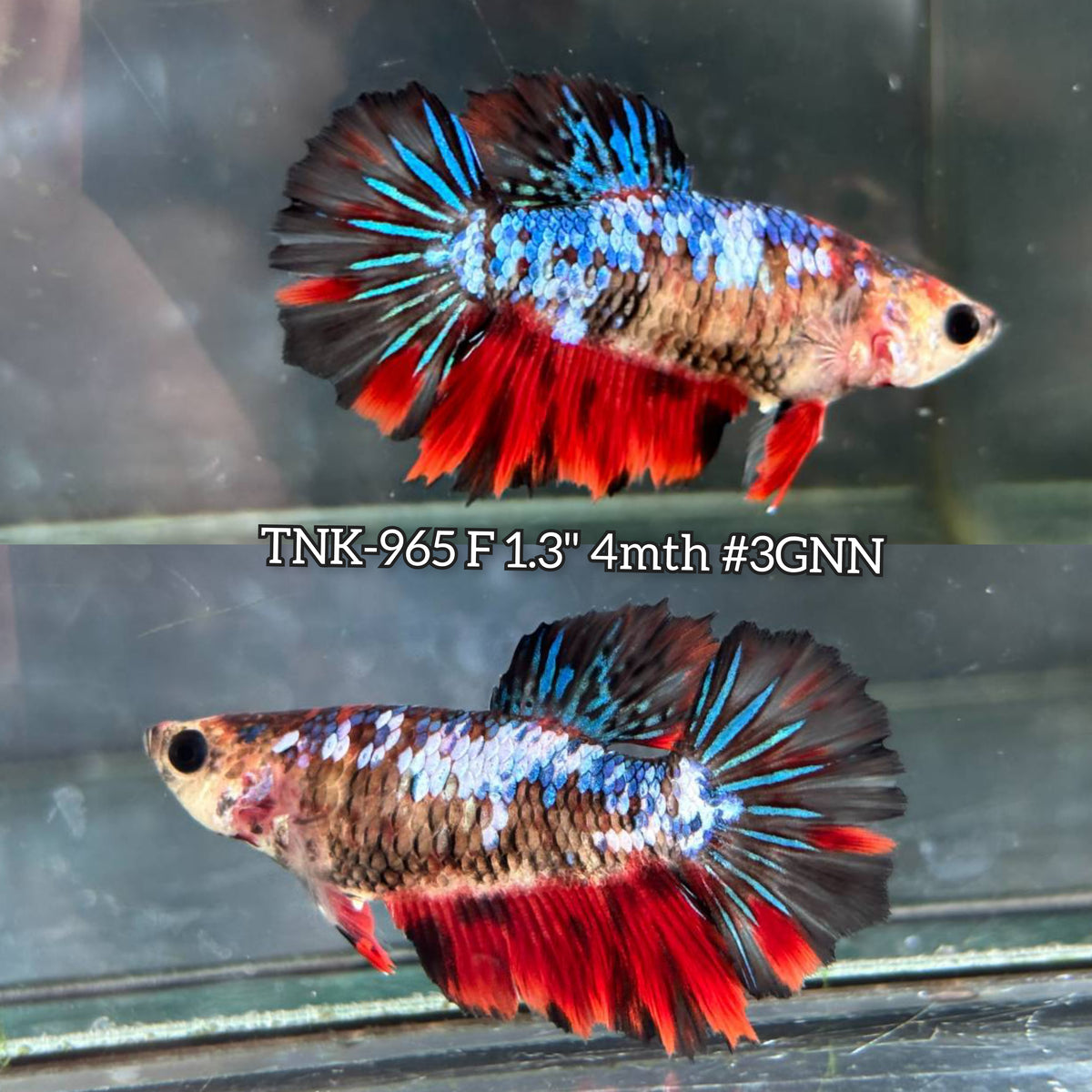 Live Female Betta Black Red Galaxy Koi Halfmoon (TNK-965) S196 High qu ...