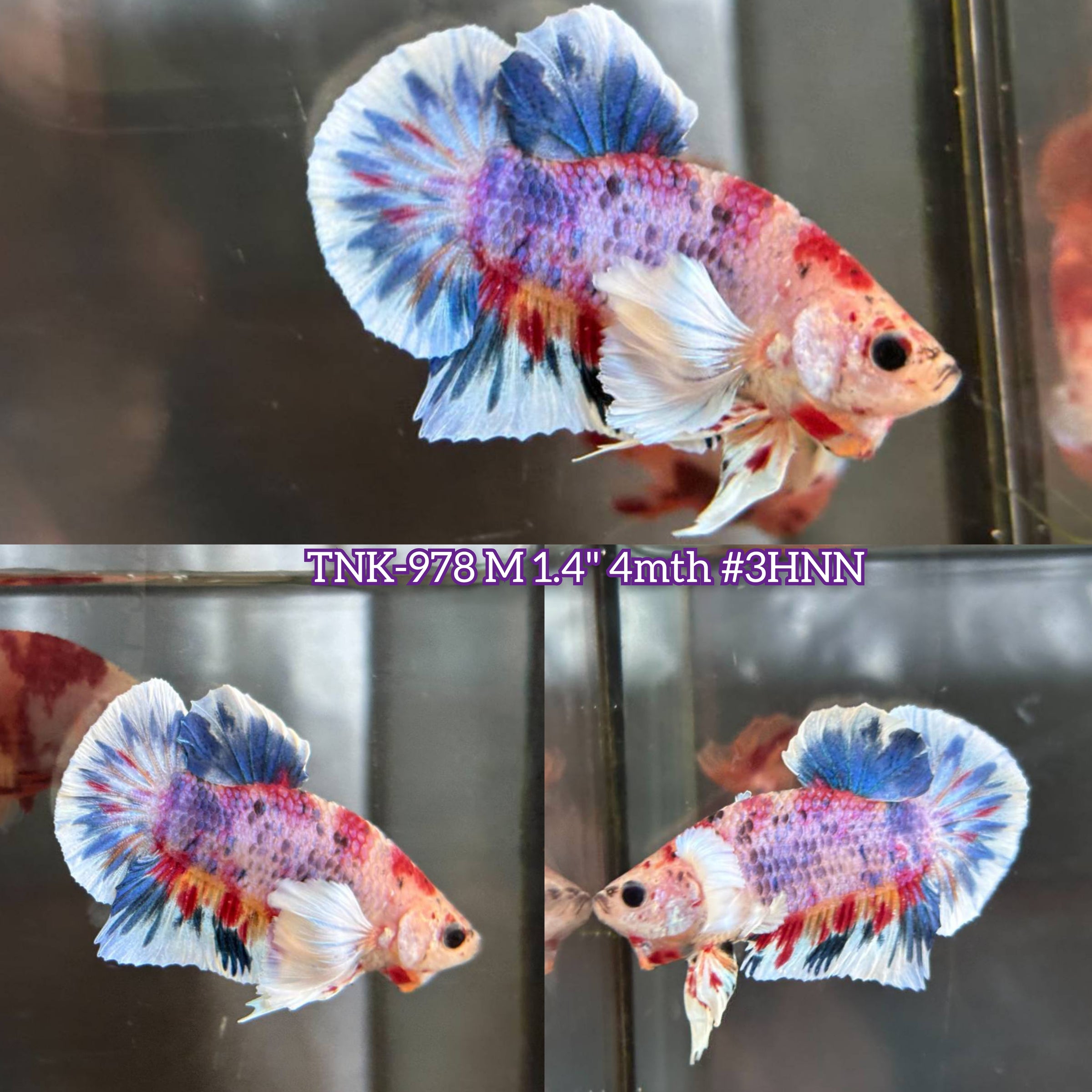 Live Male Betta Fancy Koi Dumbo big ear Plakat (TNK-978) High quality ...