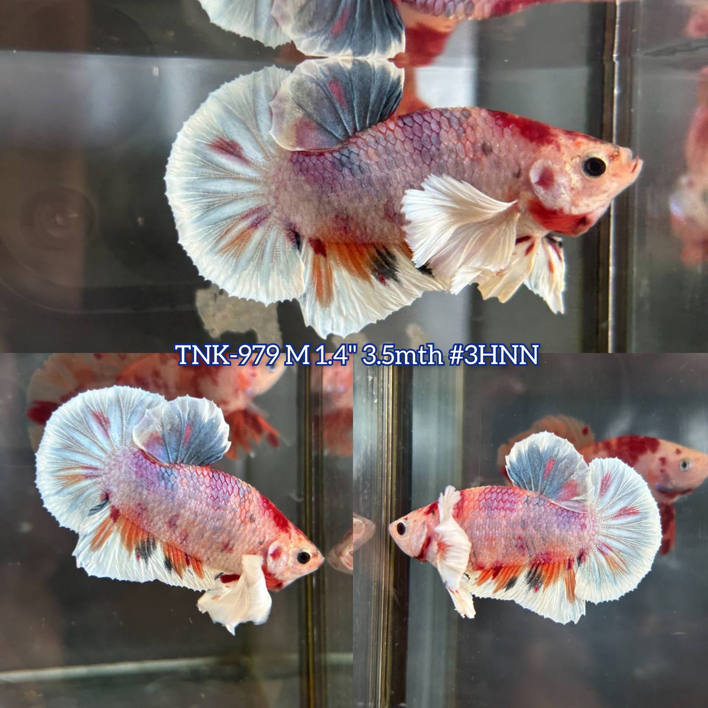 Live Male Betta Fancy Koi Dumbo big ear Plakat (TNK-979) High quality ...