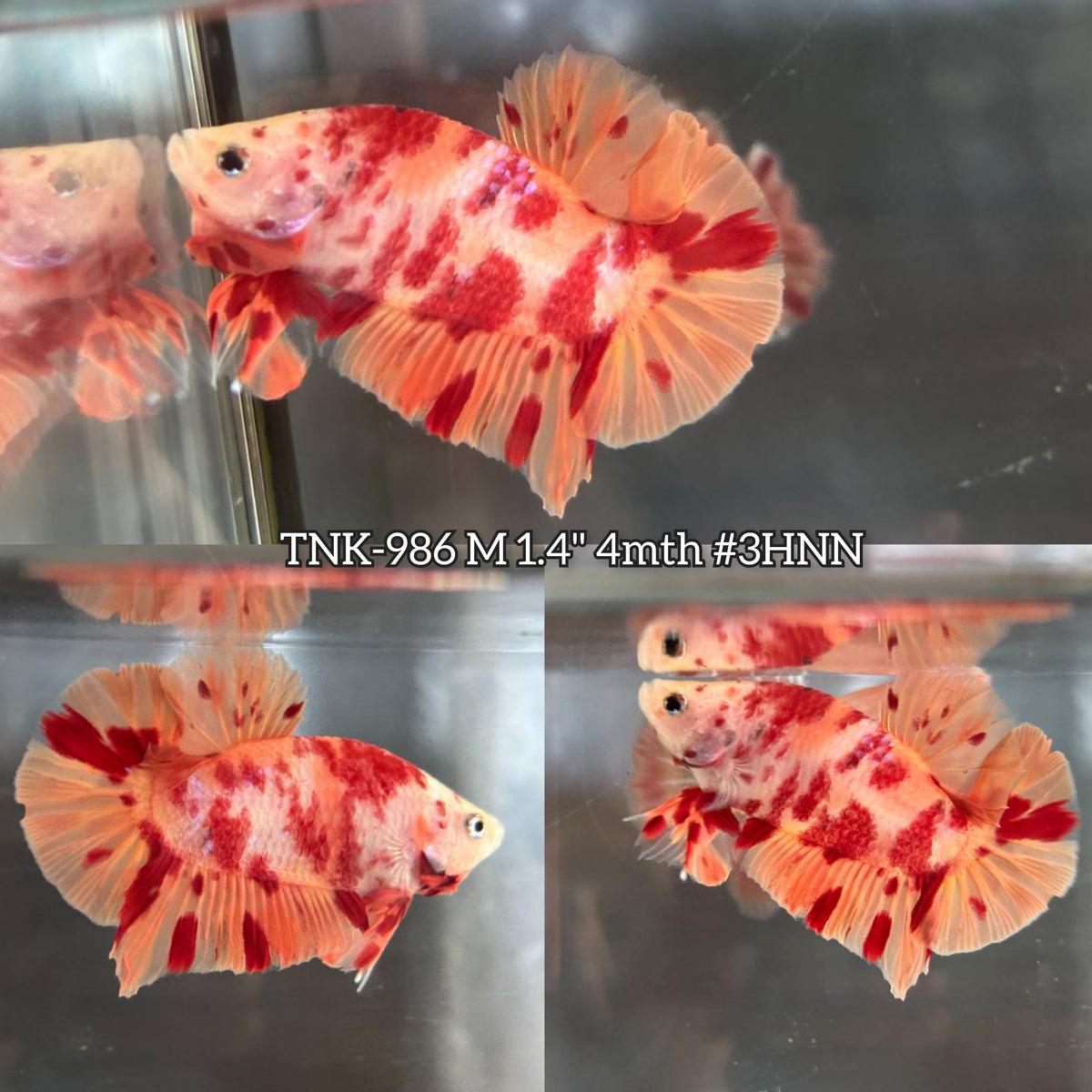 Live Male Betta Classic Nemo Fire two tone colors Plakat (TNK-986) S18 ...